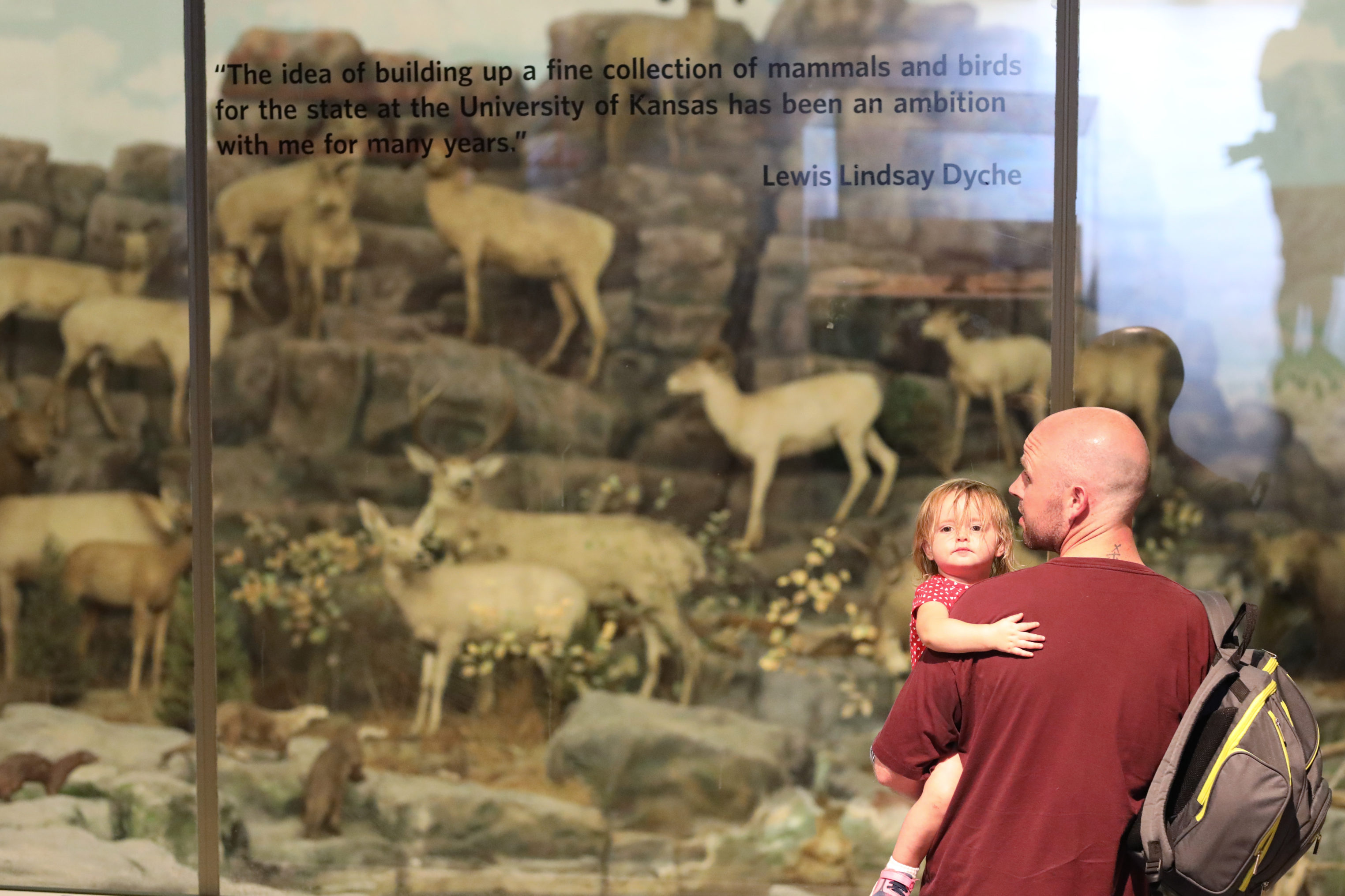 KU Natural History Museum to celebrate beloved panorama’s 125th ...